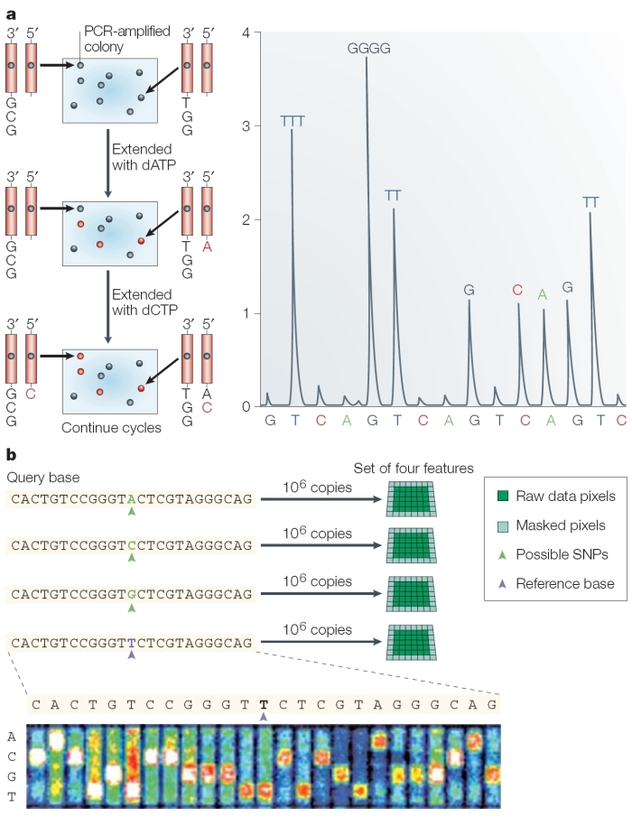 Basic methods – DNA Mismatch
